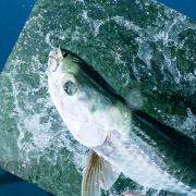 Sabarock | Saba Rock